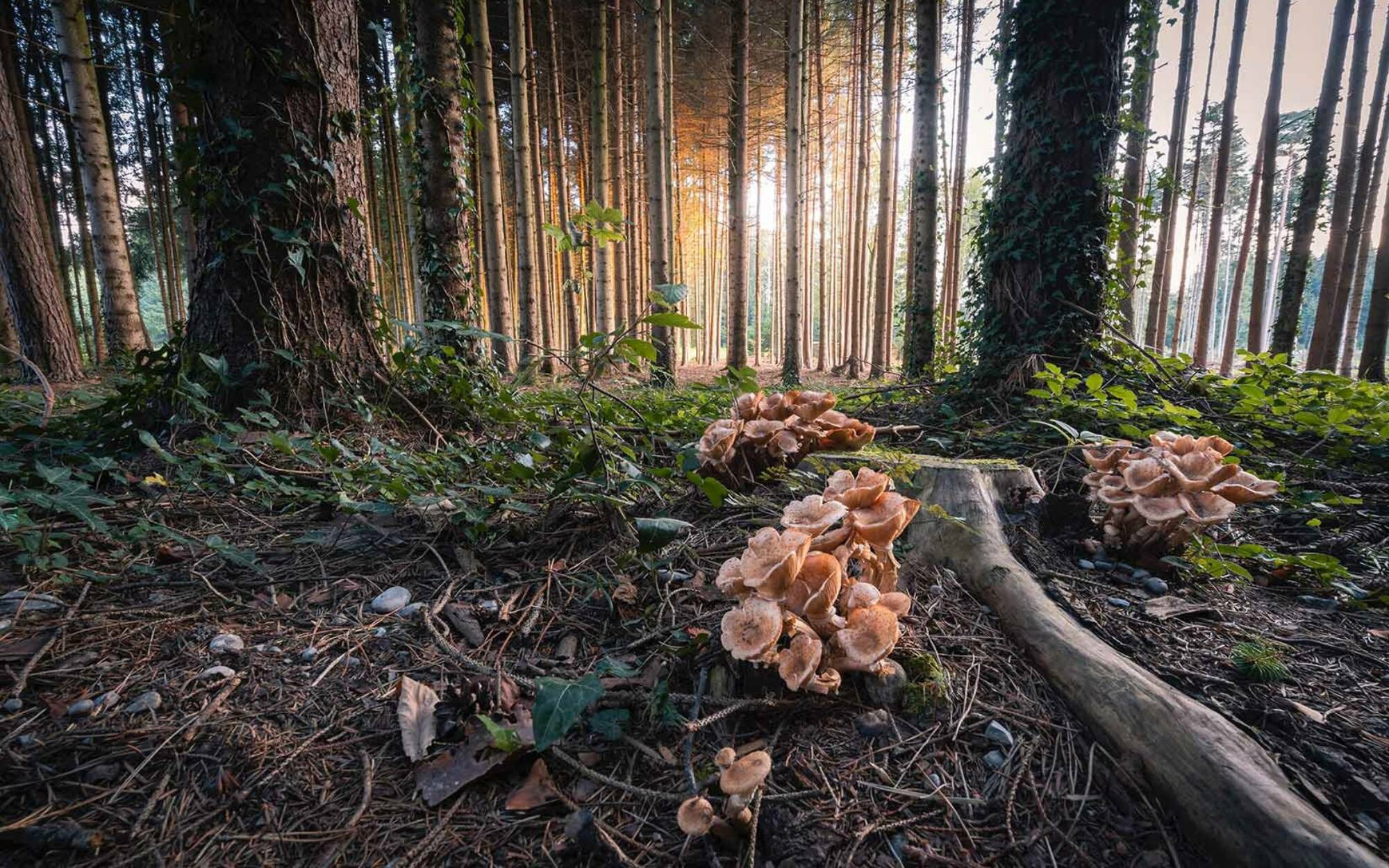 Viani | Genuss-Guide